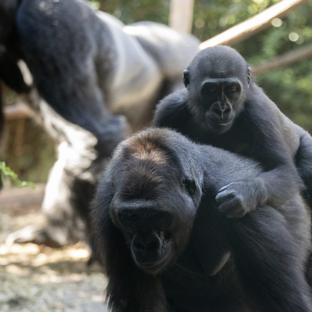 Woodland Park Zoo | Seattle Top Tix